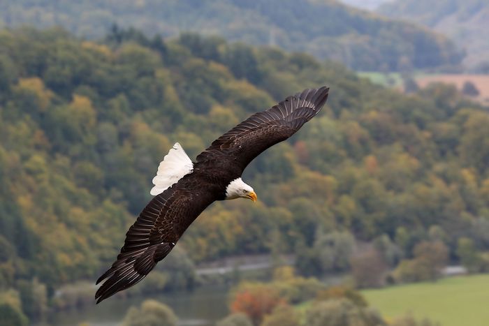 Eagle Spirit Animal