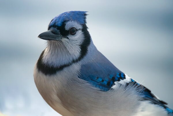 Blue Jay Symbolism & Spiritual Meaning (+Omens & Messages) - Spirit ...