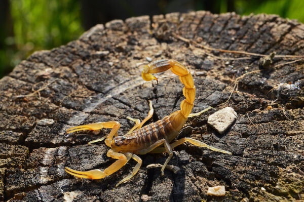 Scorpion: 8 Things a Scorpion Can Teach You | Scorpion Symbolism ...