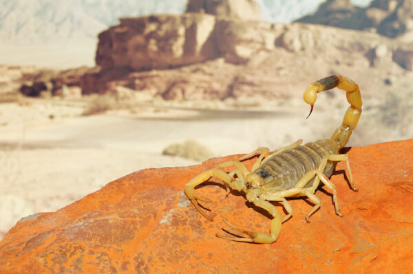 Scorpion: 8 Things a Scorpion Can Teach You | Scorpion Symbolism ...