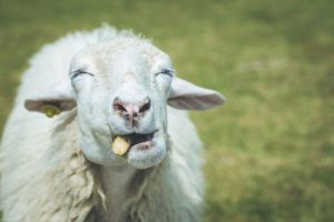 Sheep Spirit Animal | Meaning