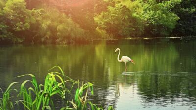 The Flamingo Spirit Animal: A Guide to Show Your True Colors